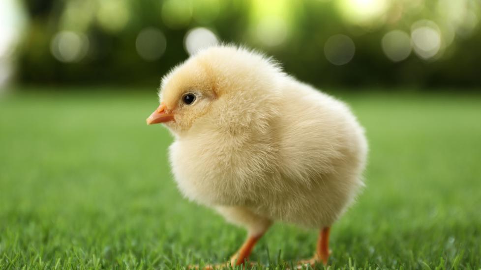 Baby Chicks Care Sheet | PetMD