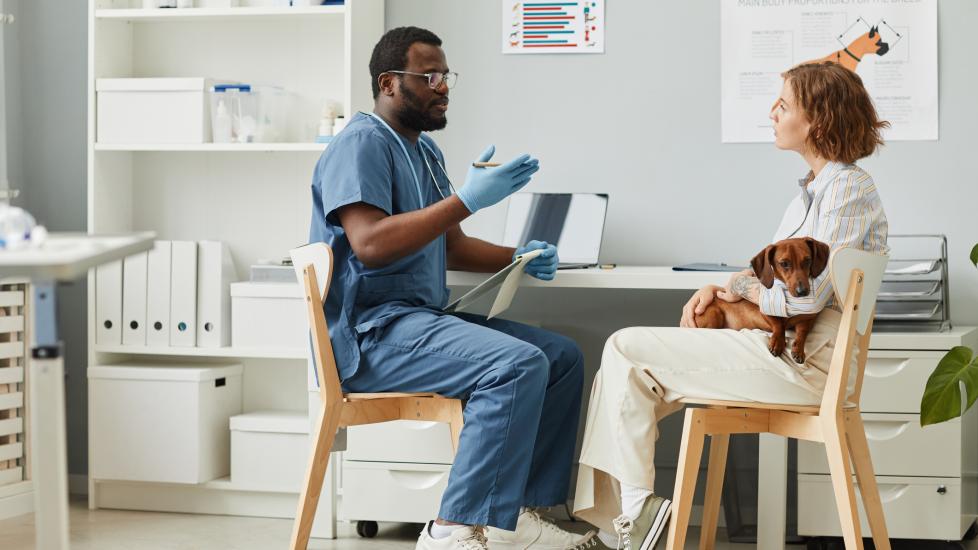 Lomustine for Dogs | PetMD