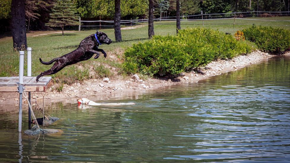 Diving Dogs: Everything You Wanted to Know About Dock Diving | PetMD