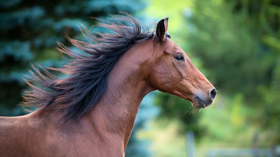 Vesicular Stomatitis in Horses | PetMD