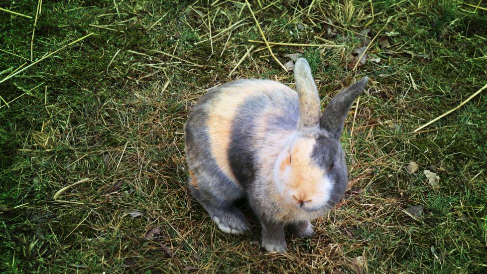 Harlequin Rabbit | PetMD