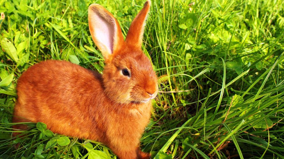 New Zealand Rabbit | PetMD