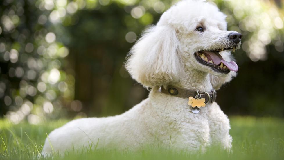 The 3 Types of Poodles and How They Compare | PetMD