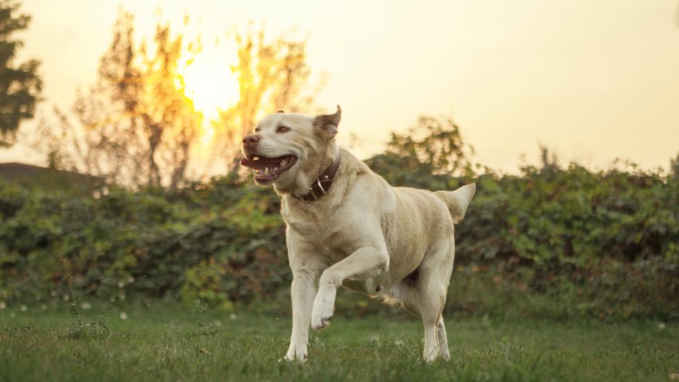 Exercise-Induced Collapse in Dogs | PetMD