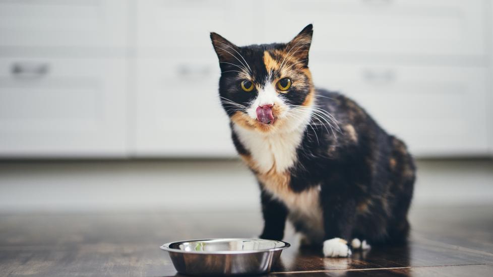 Taurine Deficiency in Cats | PetMD
