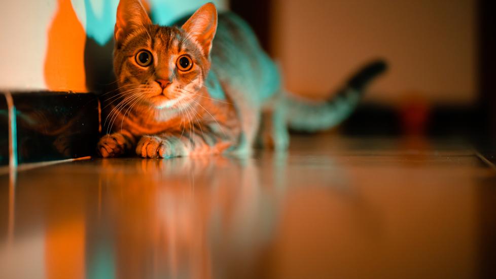 8 Pets That May Keep You up at Night | PetMD