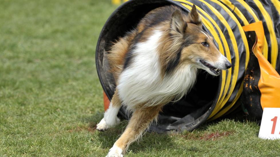 8 Extreme Sports for Dogs | PetMD