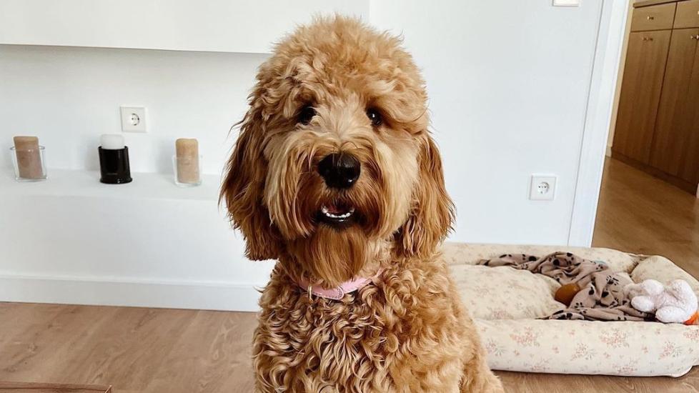 Irish Doodle Dog Breed Health and Care | PetMD