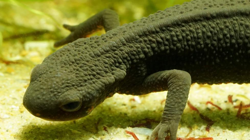 Fire Bellied Newt Care Sheet | PetMD