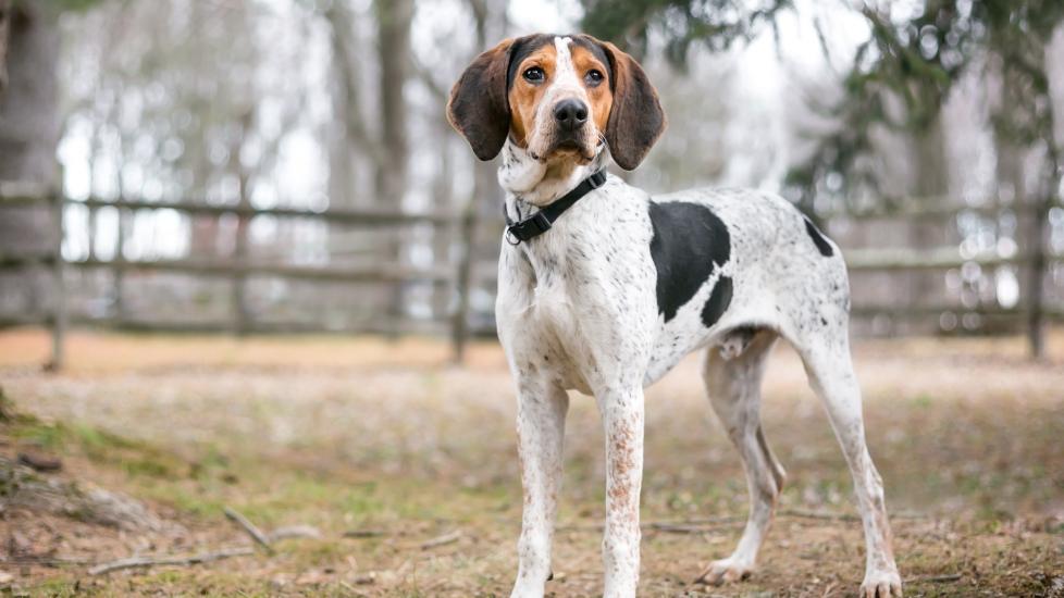 Treeing Walker Coonhound Dog Breed Health and Care | PetMD