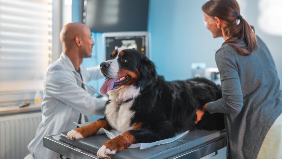 Gastropexy in Dogs | PetMD