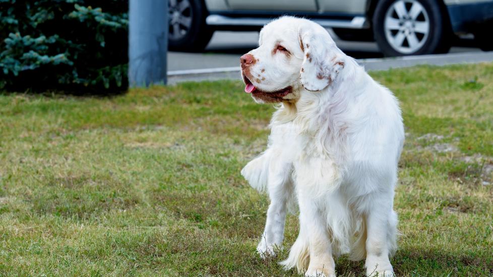 Clumber Spaniel Dog Breed Health and Care | PetMD