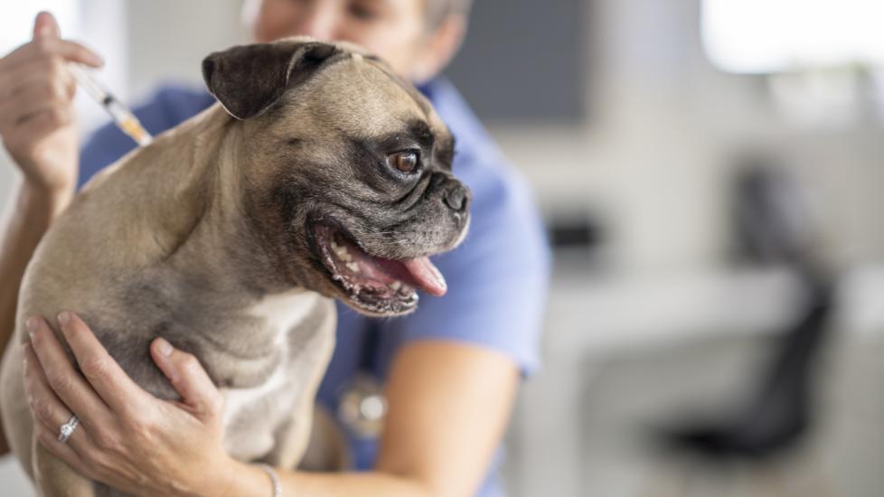 Bordetella Vaccine for Dogs | PetMD