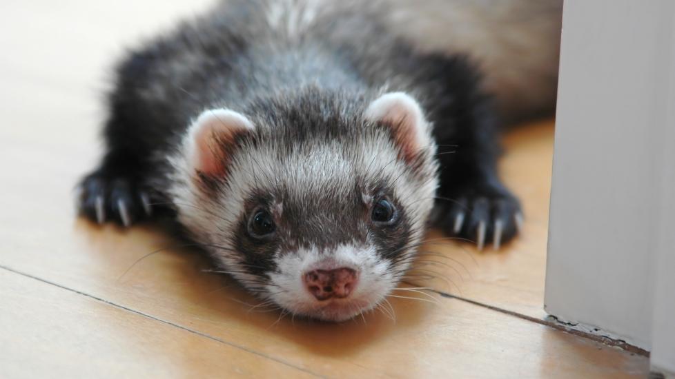 Adrenal Disease in Ferrets | PetMD