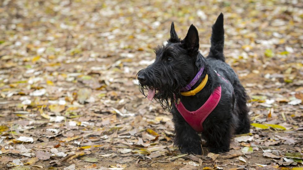 Scottish Terrier Dog Breed Health and Care | PetMD