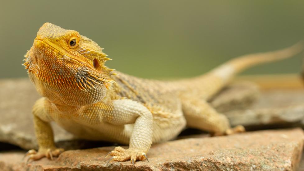Metabolic Bone Disease (MBD) in Reptiles | PetMD