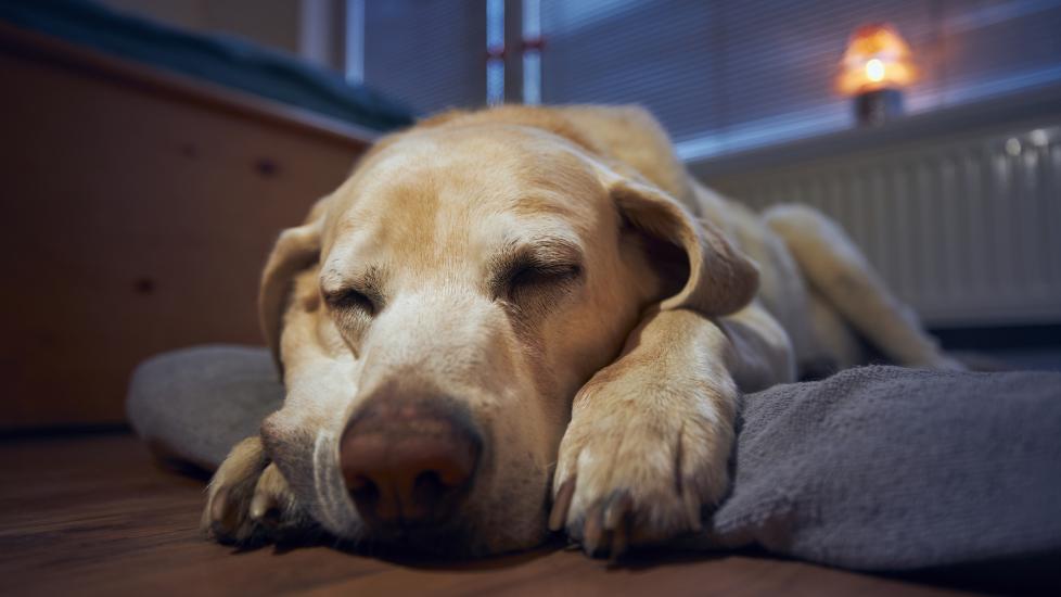 Signs a Dog Is Dying of Cancer | PetMD