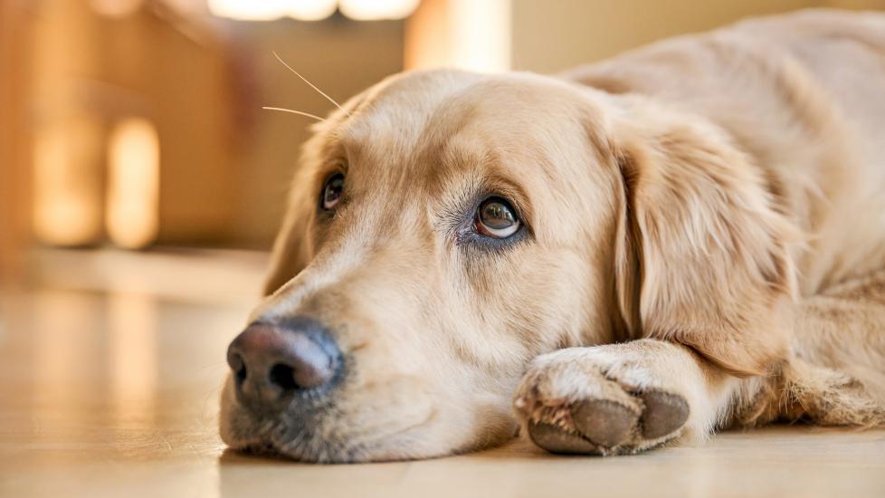 The Evolution of Puppy Dog Eyes | PetMD
