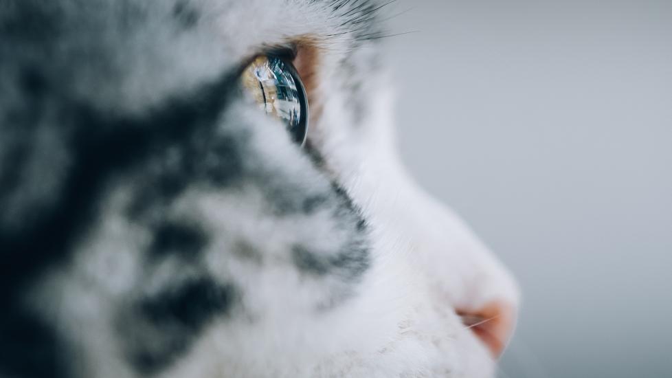 How Do Cats See the World? What To Know about Cat Vision | PetMD