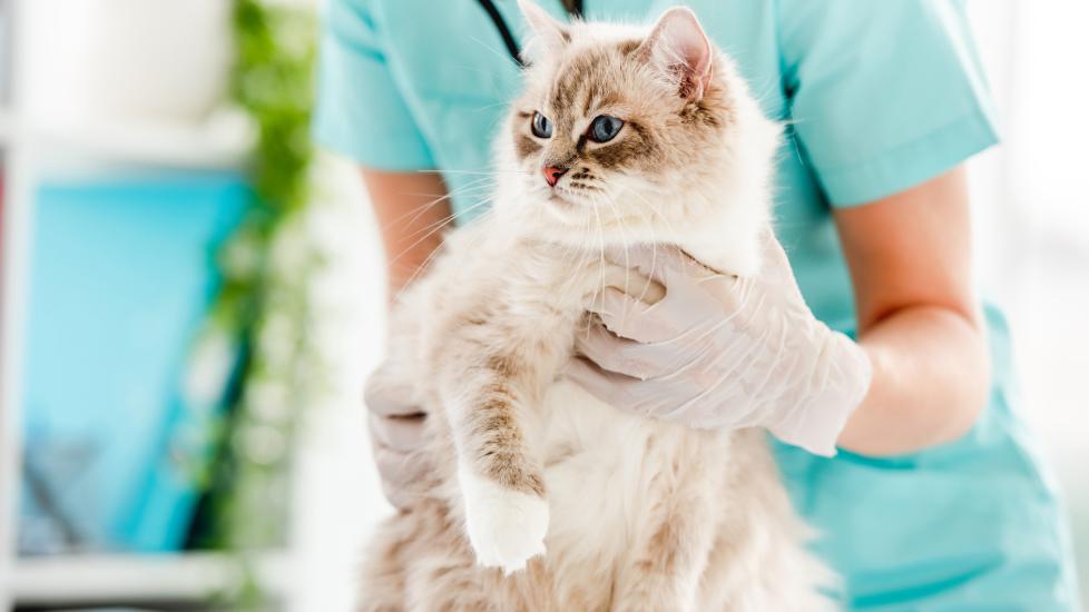 Polycythemia in Cats | PetMD