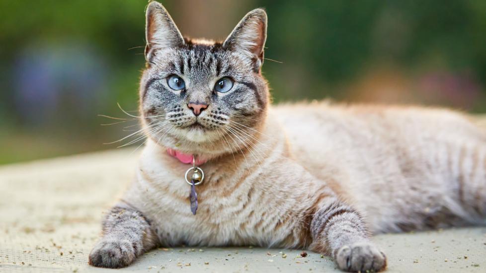Why Are My Cat’s Eyes Crossed? | PetMD