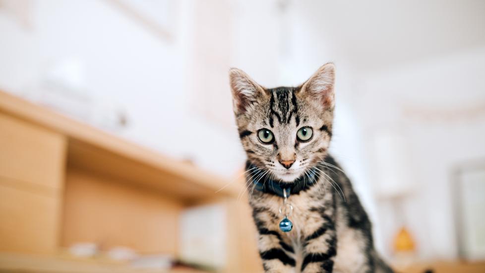6 Fun Facts About Your Cat’s Brain | PetMD