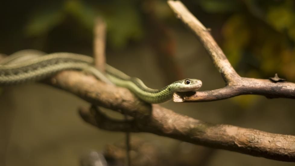 Garter Snake Care Sheet | PetMD