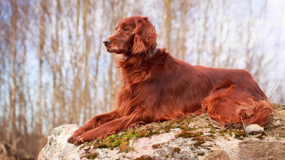 8 Irish Dog Breeds To Bring You Good Luck | PetMD