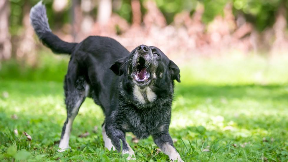 What Is a Reactive Dog? Signs and How To Help | PetMD
