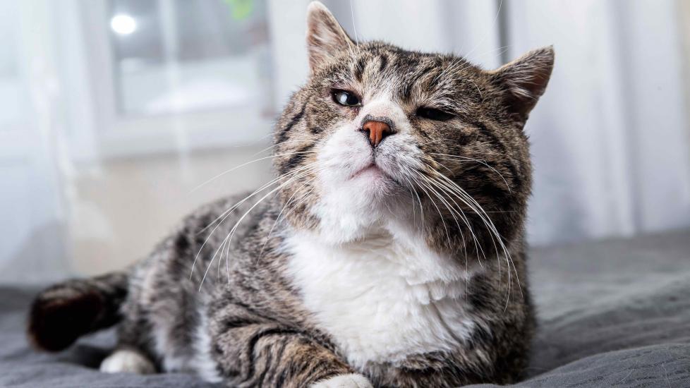 10 Signs Your Cat Is Aging | PetMD