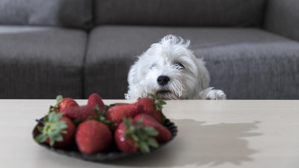 What Fruits Can Dogs Eat? 16 Dog-Friendly Fruits | PetMD