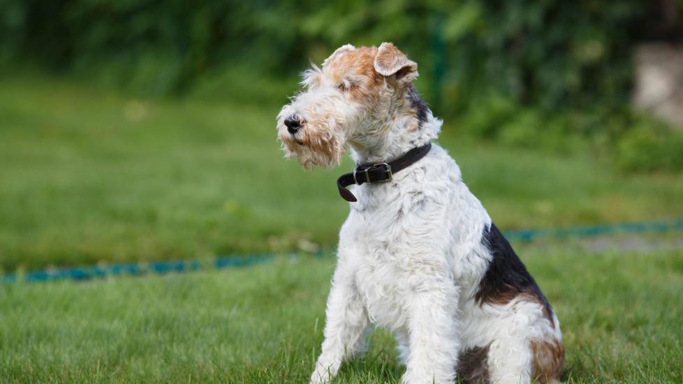 Wire Fox Terrier Dog Breed Health and Care | PetMD