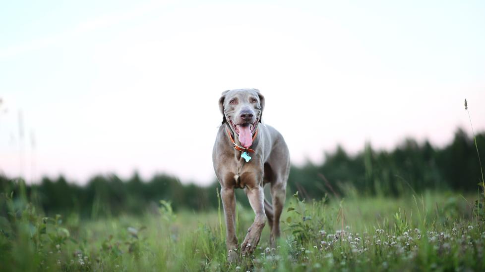 Swollen Testicles in Dogs | PetMD