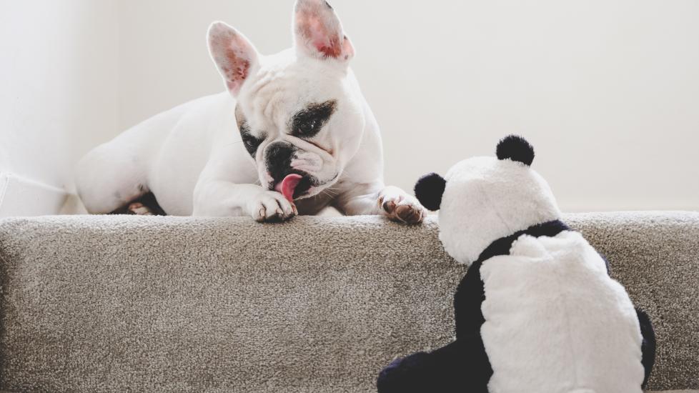Why Do Dogs Lick and Chew Their Paws? | PetMD