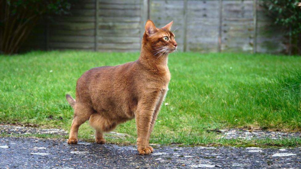 What Is a Cat’s Primordial Pouch? | PetMD