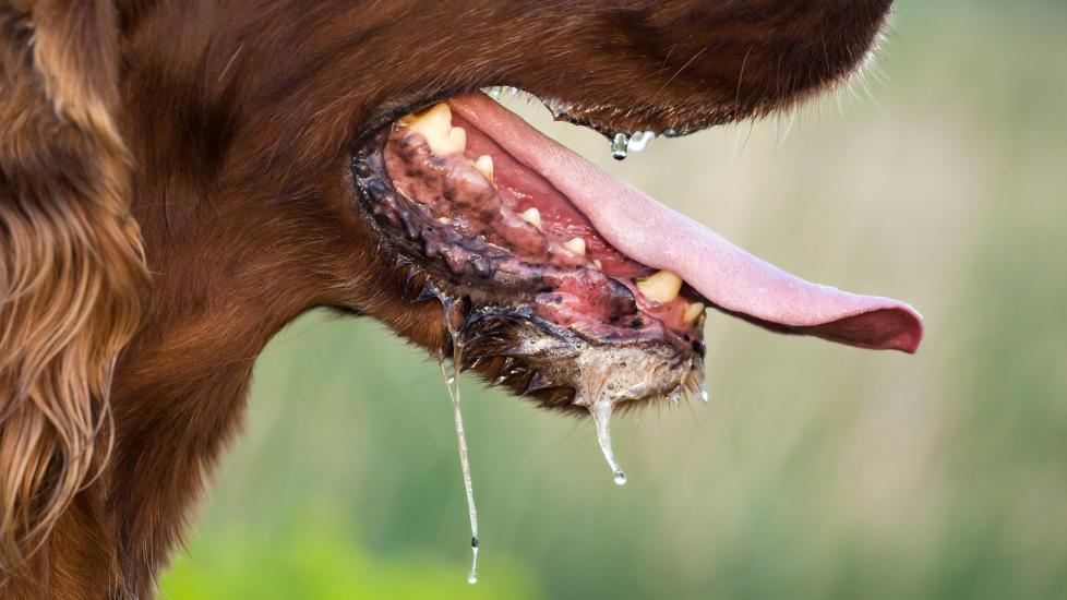 Excessive Drooling in Dogs | PetMD