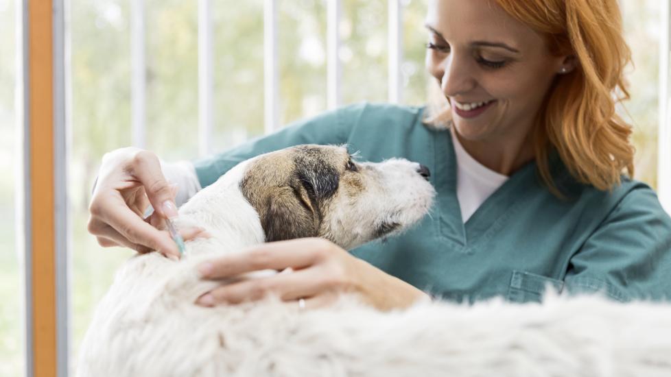 DHPP Vaccination for Dogs (5-in-1 Vaccine): What To Know | PetMD