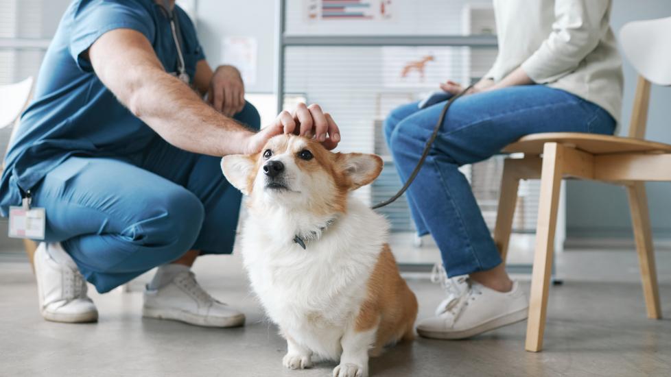 Cystotomy For Bladder Stones