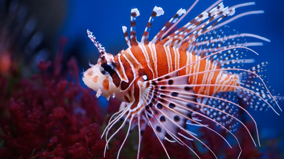 Lionfish Care Sheet | PetMD