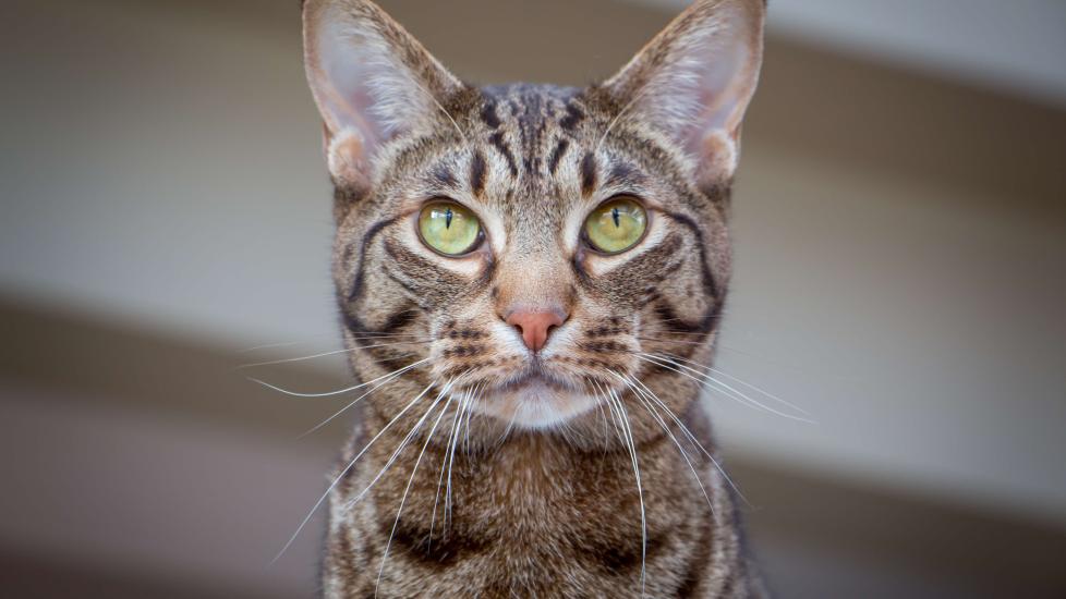 Ocicat Cat Breed Health and Care | PetMD