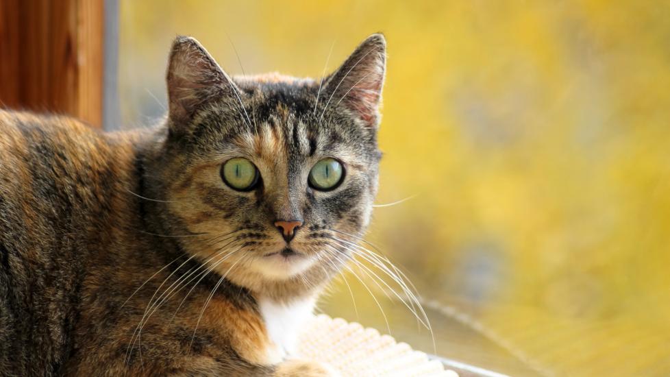 Cat Diarrhea Treatment: What to Give Cats With Diarrhea | PetMD