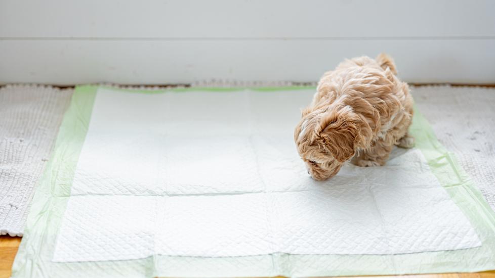 How to Potty Train a Puppy | PetMD