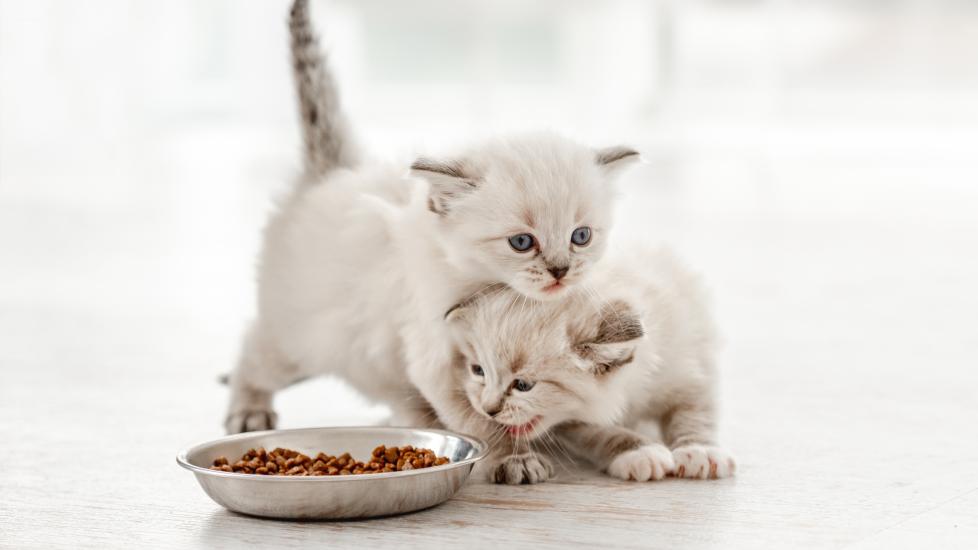The 6 Best Kitten Foods of 2024 | PetMD