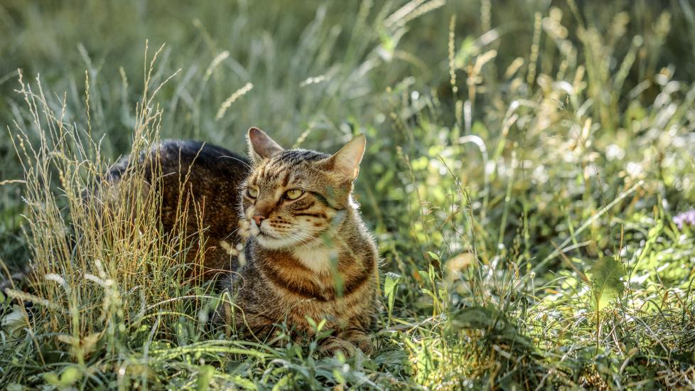 Ringworm in Cats | PetMD