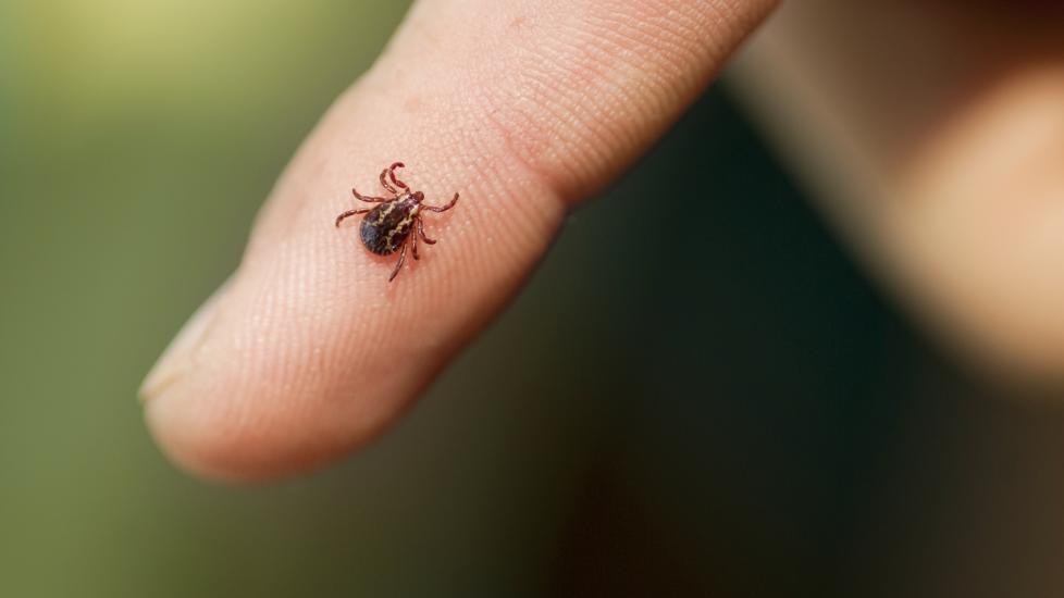 Everything You Need To Know About the Wood Tick | PetMD