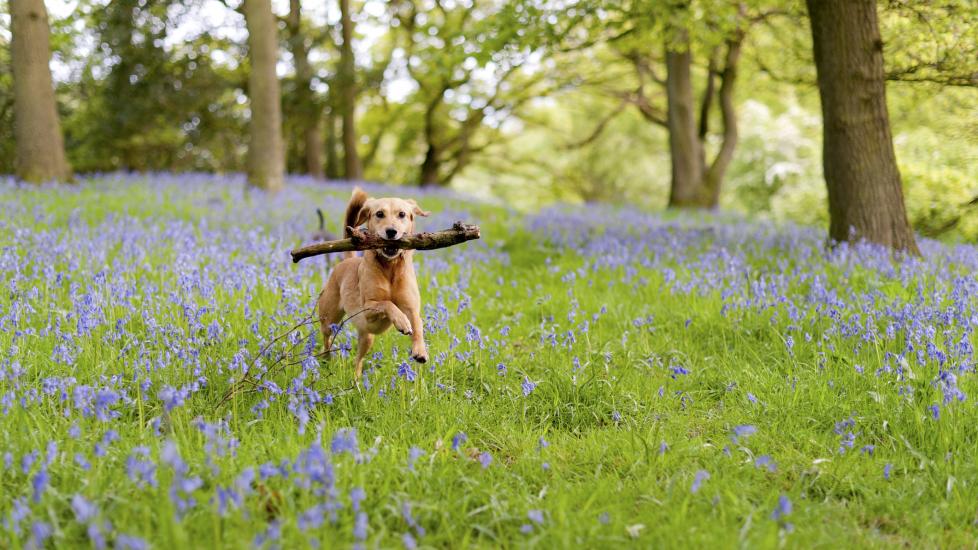 Dog Vagina Health Guide: Everything You Need to Know | PetMD