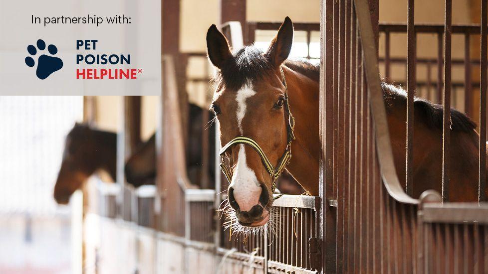 Rat Poisoning in Horses | PetMD