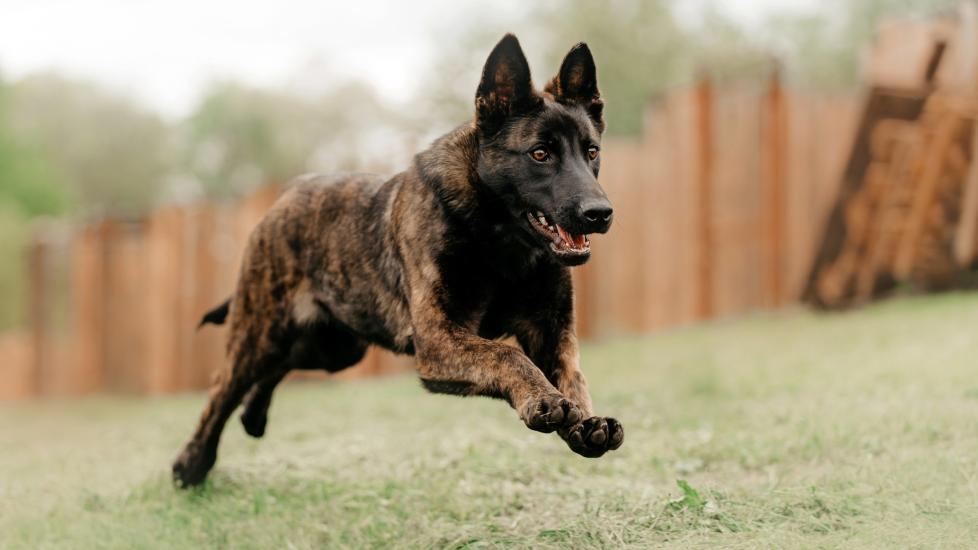 Dutch Shepherd Dog Breed Health and Care | PetMD