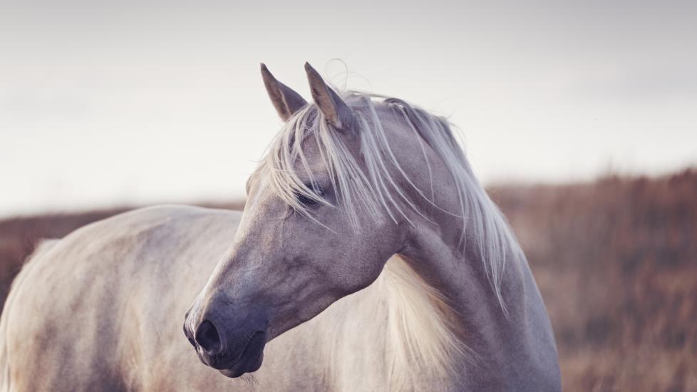 Facial Nerve Paralysis in Horses | PetMD
