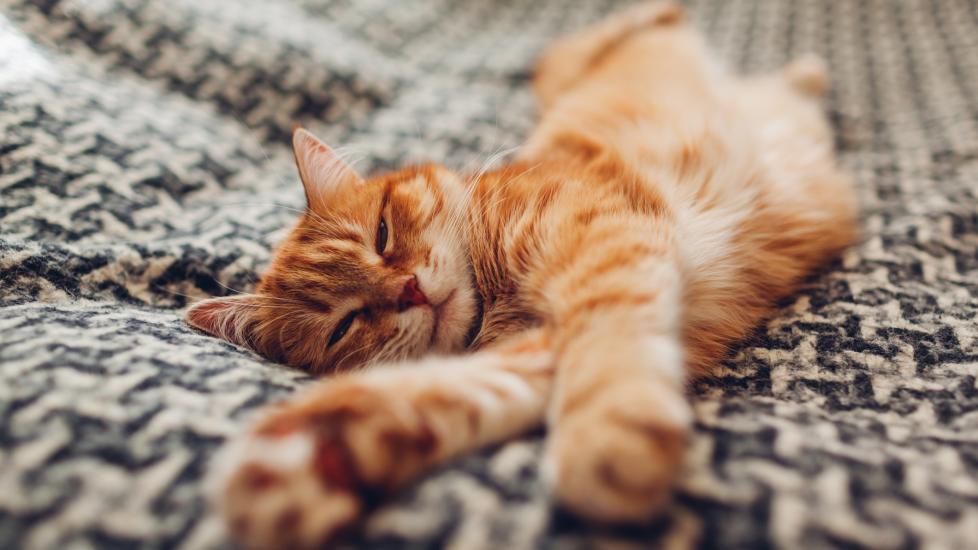 Cat Purring Health Benefits Cat Wikipedia